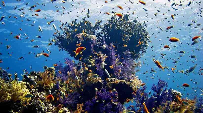 Egypt Reef Diving information, tours, prices, online booking