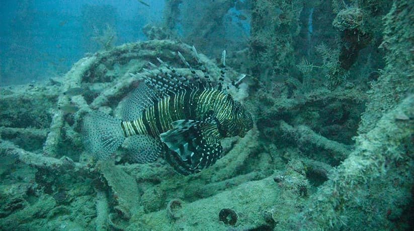 Rosalie Moller Wreck information, tours, prices, booking