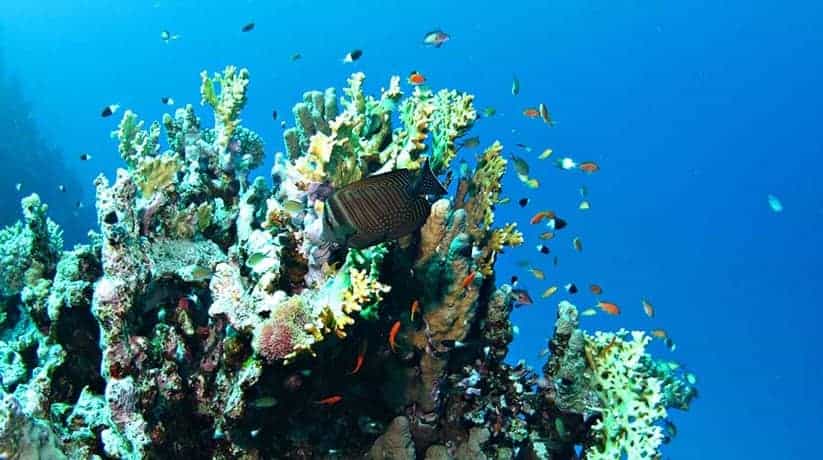 El Quseir Egypt information, attractions, tours, reviews