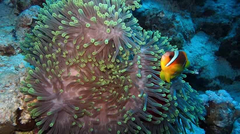 Jackson Reef Sharm information, tours, prices, booking